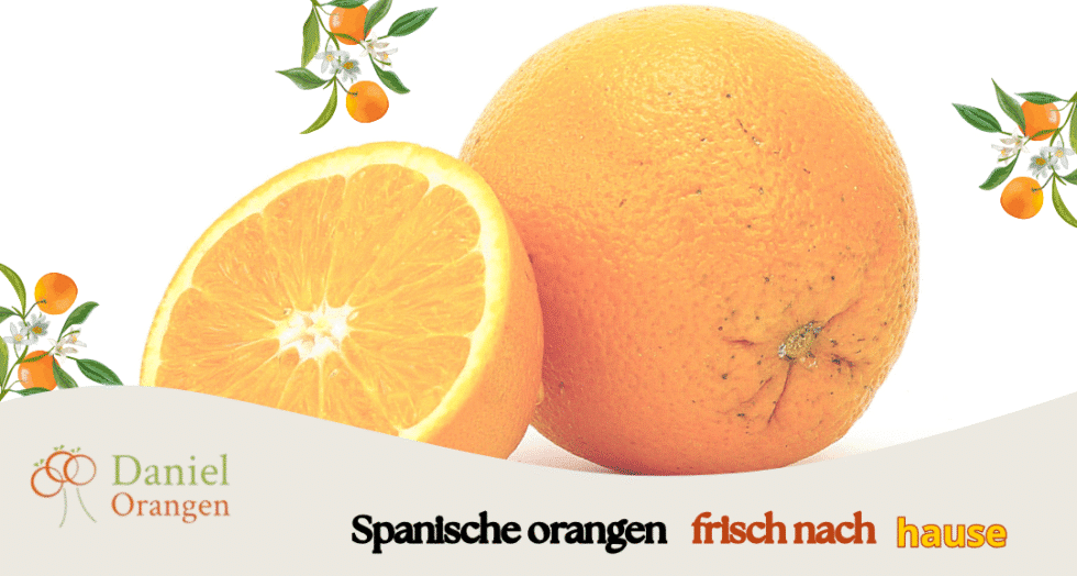 Orangen frisch nach Hause-Fruchtig & nachhaltig aus Valencia